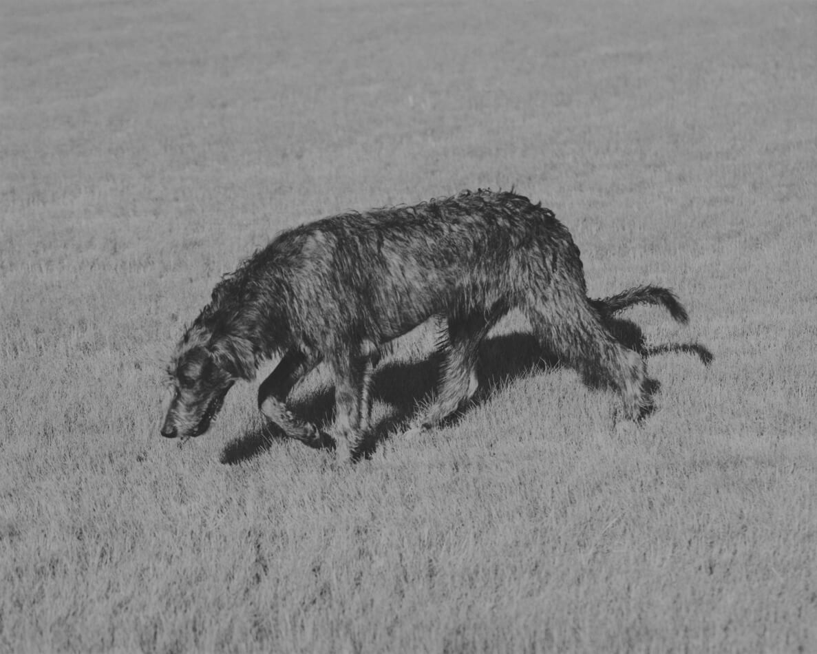 - Daniel Shea - Phases Magazine