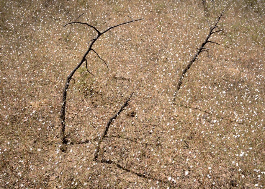 - Alex Fonseca - Phases Magazine