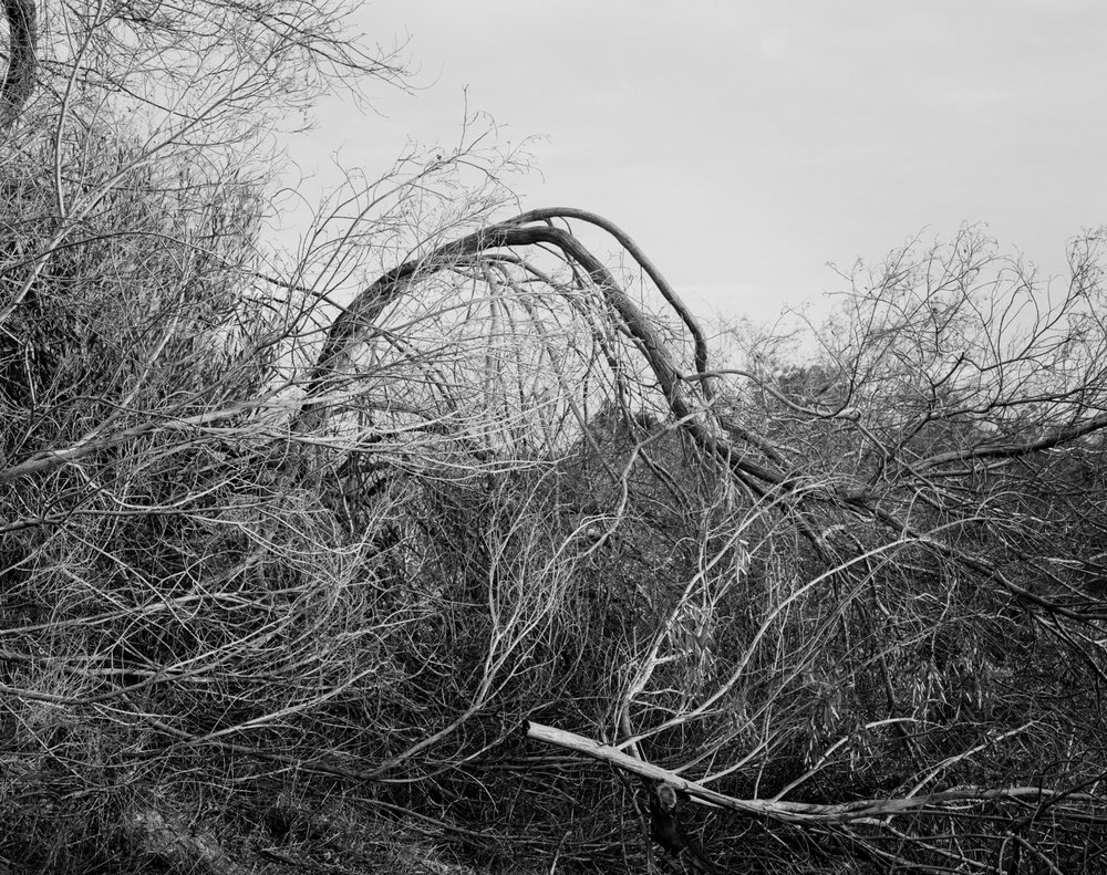 - Virginia Wilcox - Phases Magazine